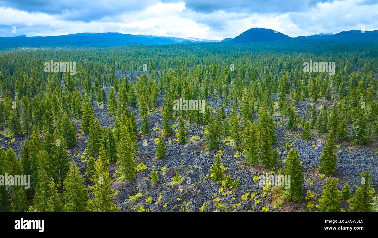 Aerial Fly Over Lush Pacific Northwest Forest and Volcanic Rock Stock ...