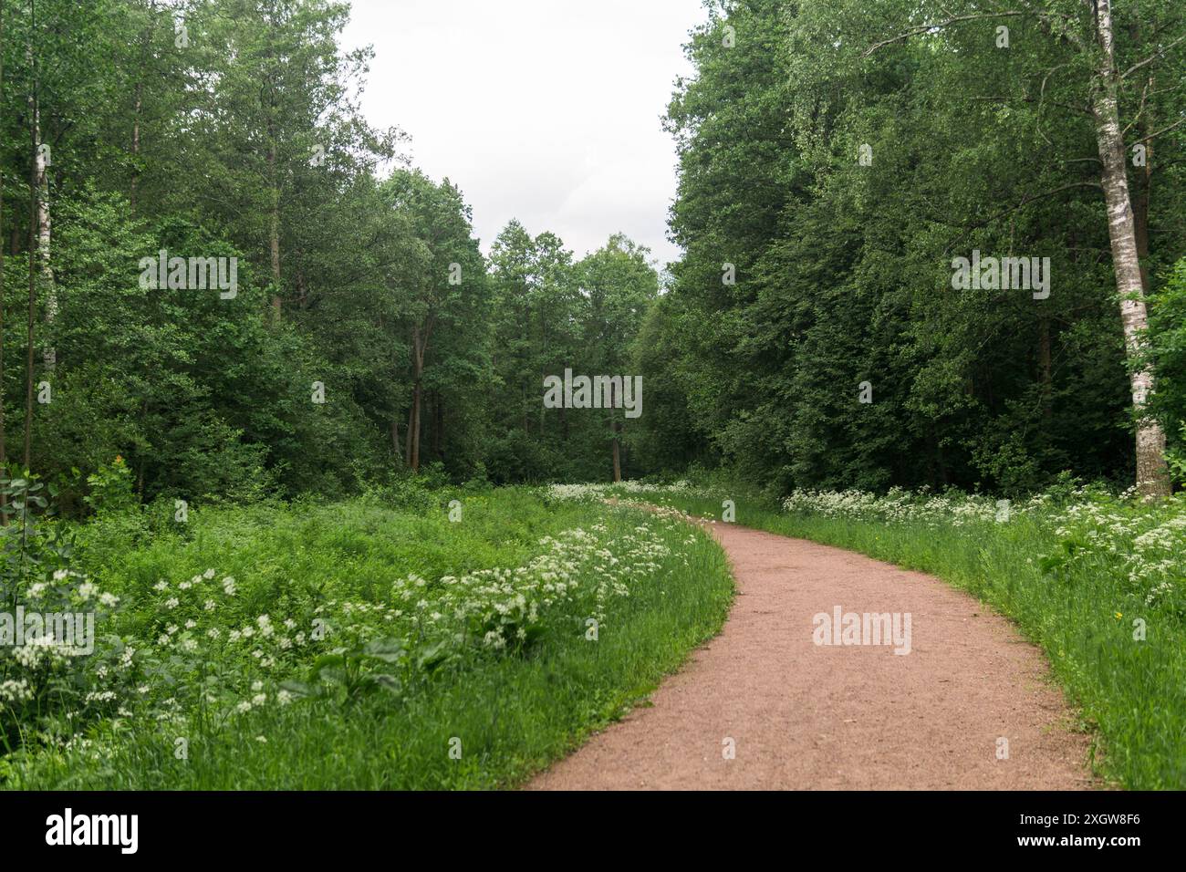 Path in the summer forest. Landscape with green trees and grass Stock ...