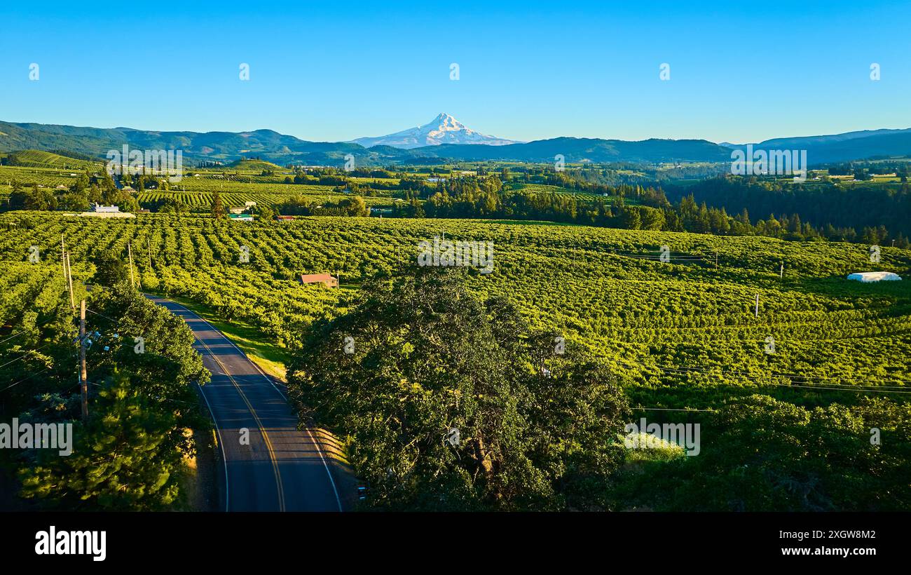Aerial Fly Through Orchard with Mount Hood Backdrop at Sunrise Stock ...