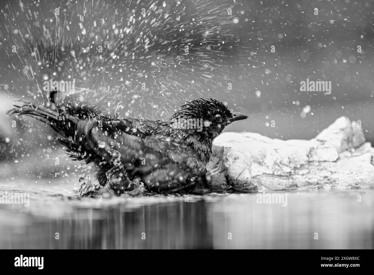 Cape Glossy Starling juvenile bathing in waterhole in Kruger National ...