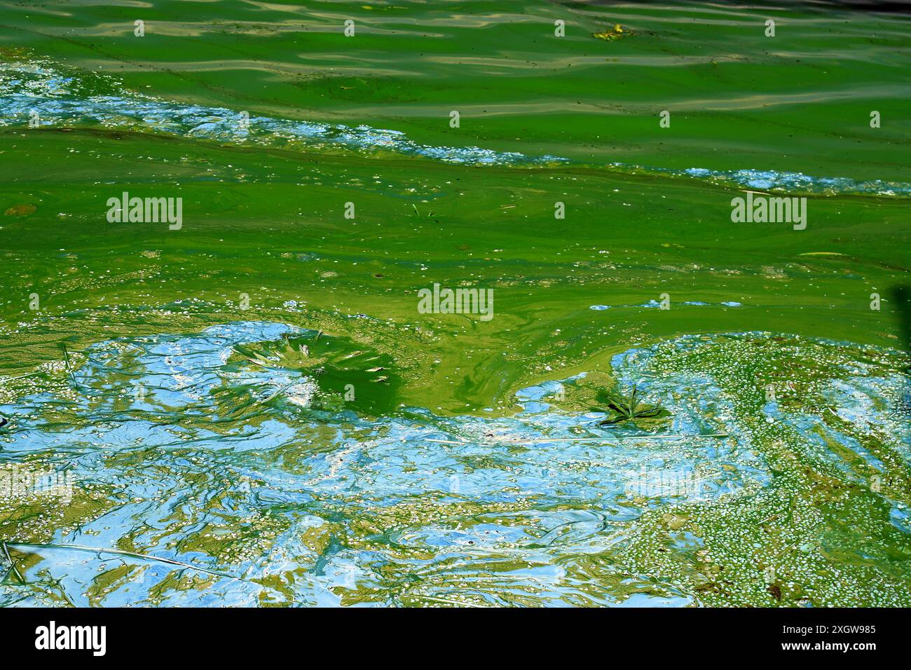 Water pollution by blooming blue green algae - is world environmental ...