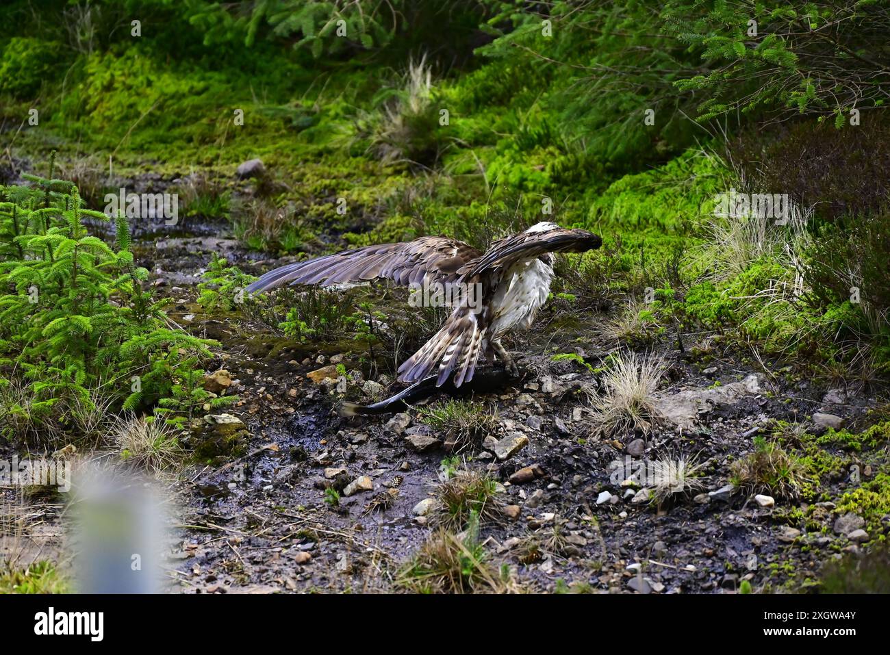 King pandion hi-res stock photography and images - Alamy