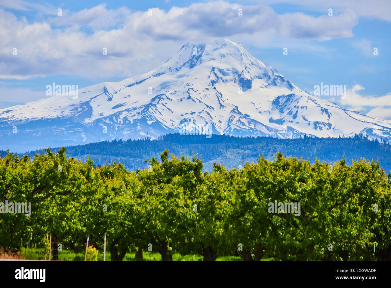 Mount Hood Snow-Capped Peak with Lush Orchard View Stock Photo - Alamy