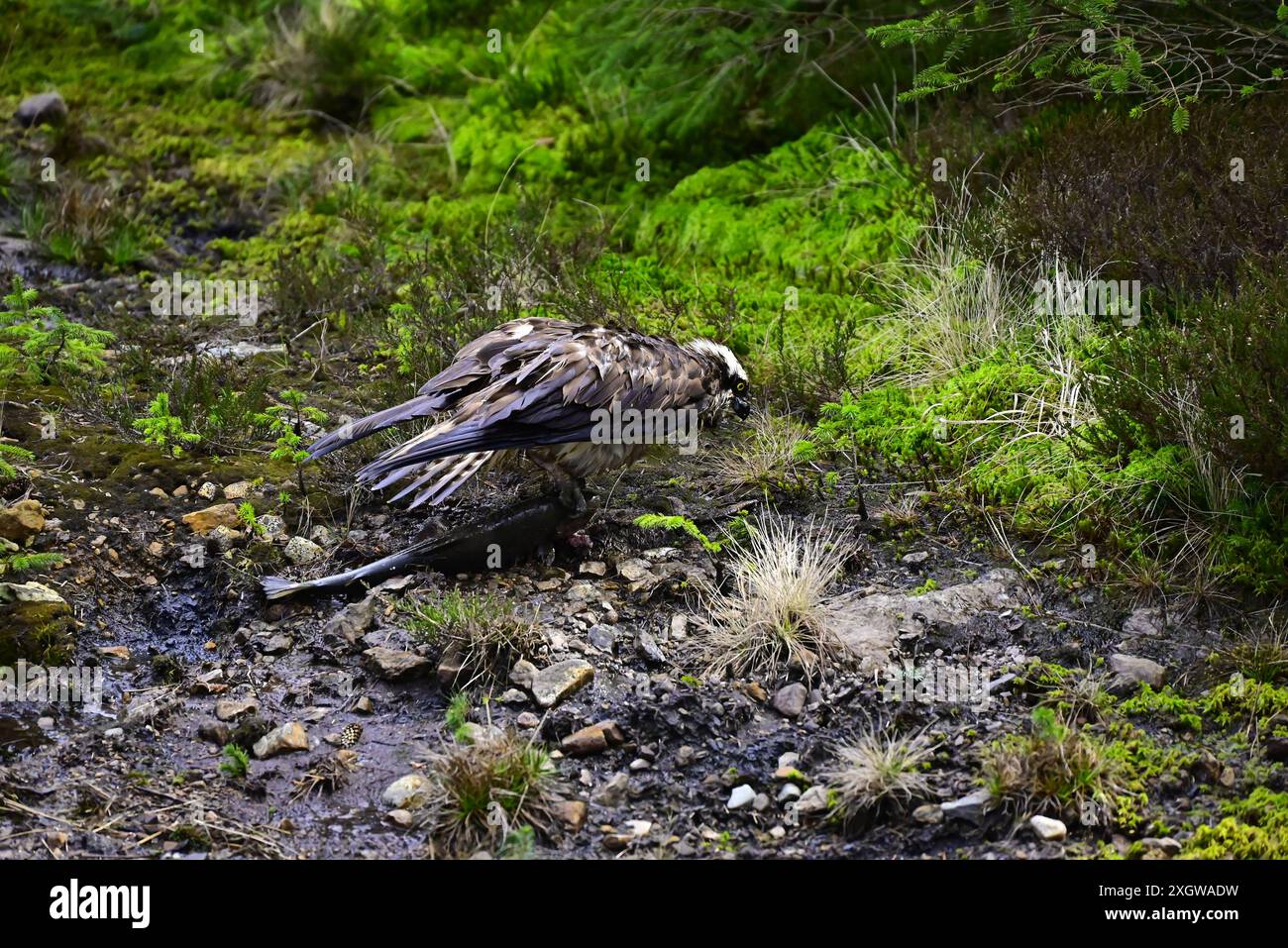King pandion hi-res stock photography and images - Alamy