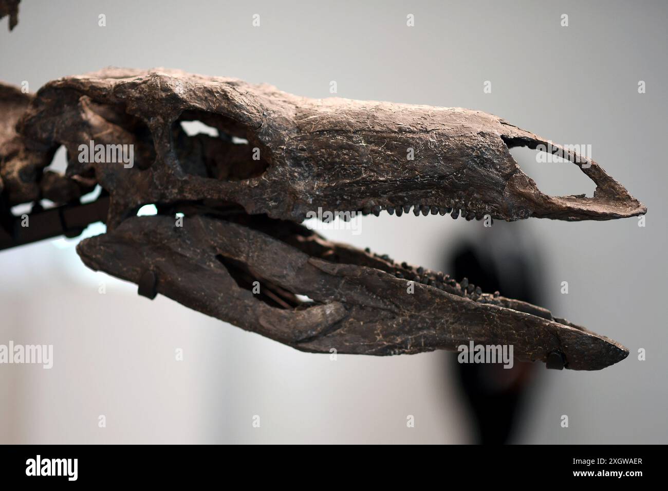 New York, USA. 10th July, 2024. View of a 150-million-year-old ...