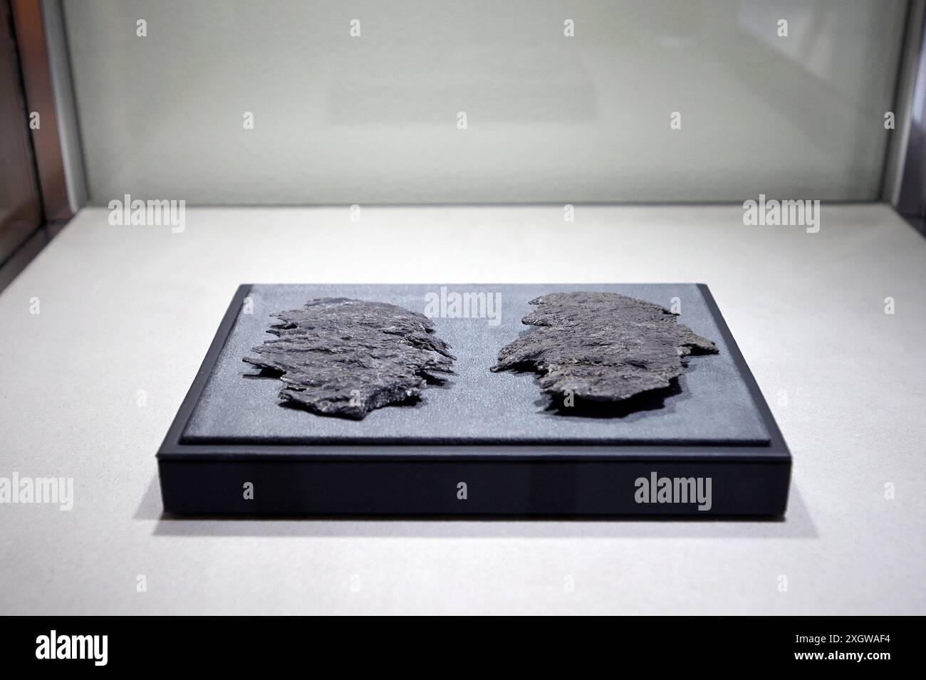 New York, USA. 10th July, 2024. View of cervial dermal plates of a 150 ...