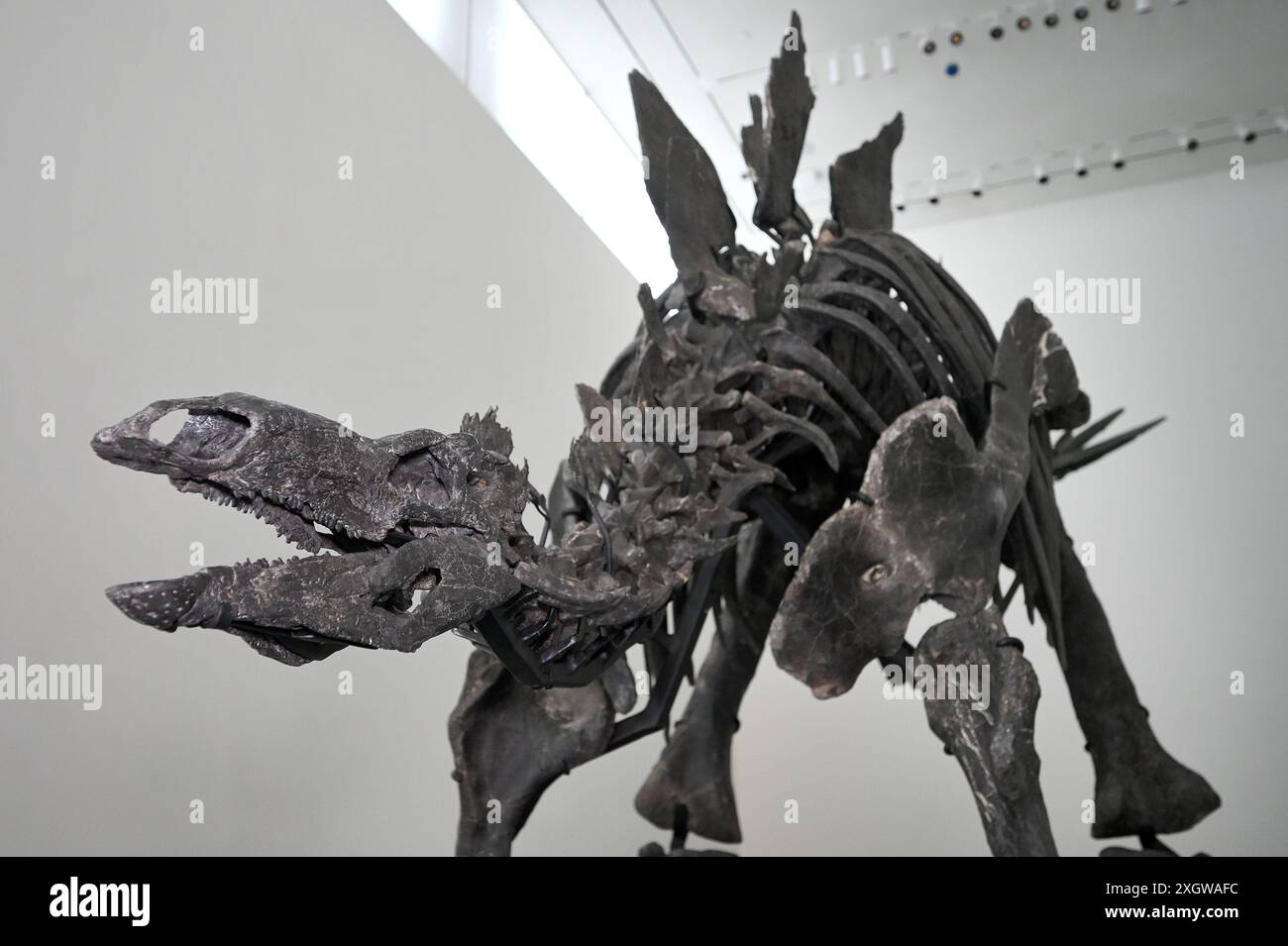 New York, USA. 10th July, 2024. View of a 150-million-year-old ...