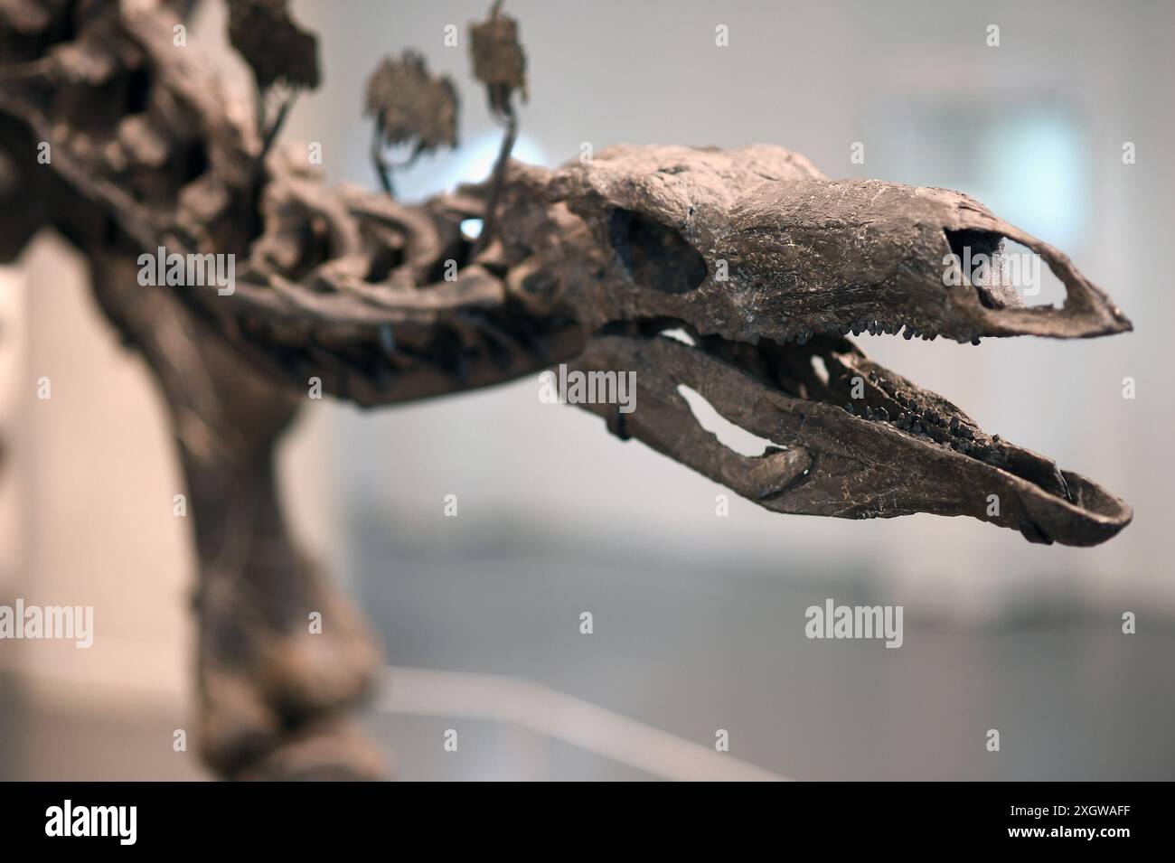 New York, USA. 10th July, 2024. View of a 150-million-year-old ...