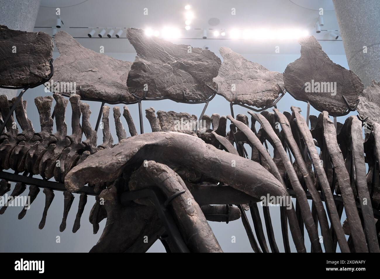 New York, USA. 10th July, 2024. View of a 150-million-year-old ...