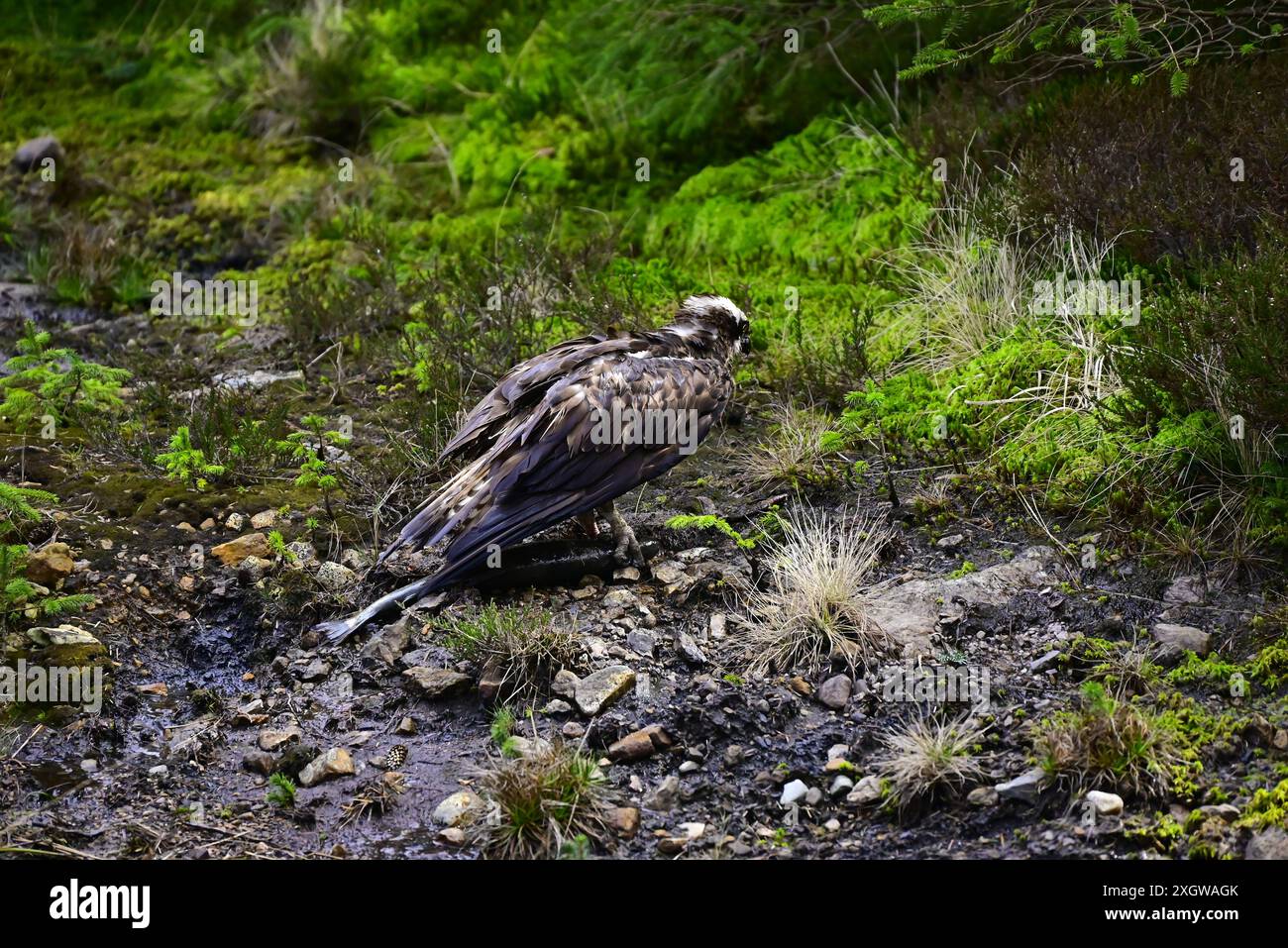 King pandion hi-res stock photography and images - Alamy