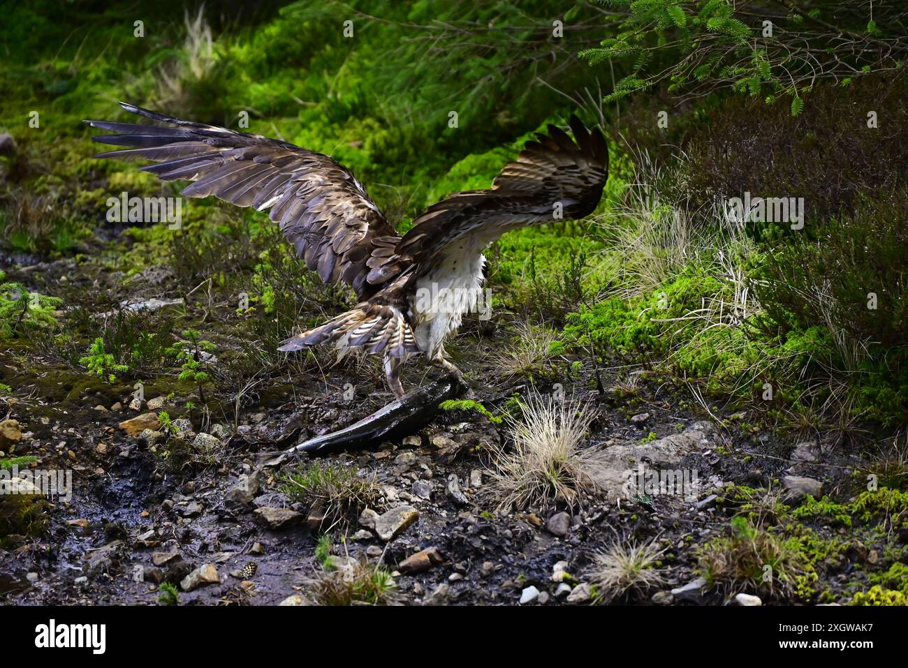 King pandion hi-res stock photography and images - Alamy
