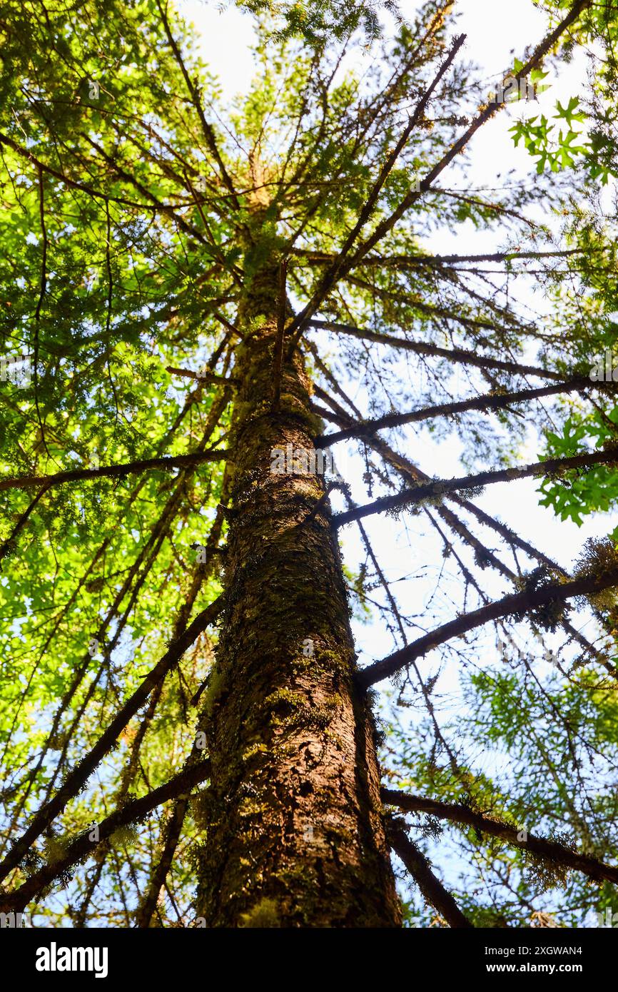 Towering Tree Canopy Upward View in Columbia Gorge Forest Stock Photo ...