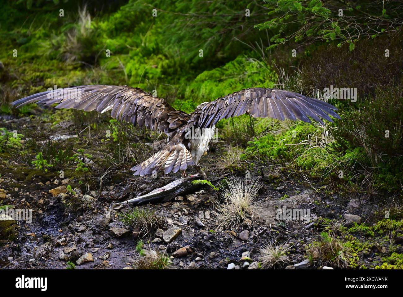 King pandion hi-res stock photography and images - Alamy