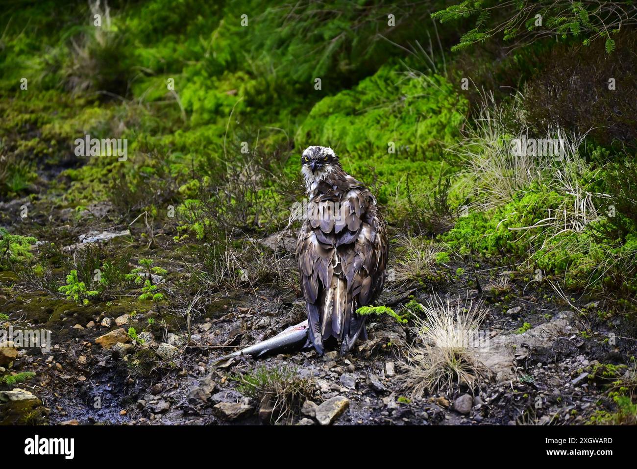 King pandion hi-res stock photography and images - Alamy