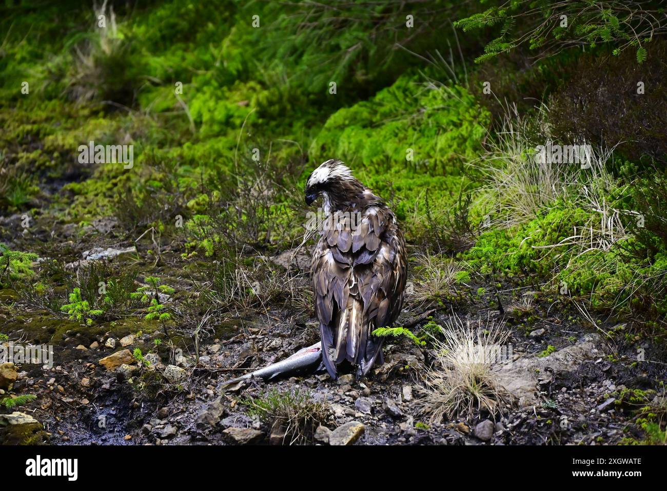 King pandion hi-res stock photography and images - Alamy
