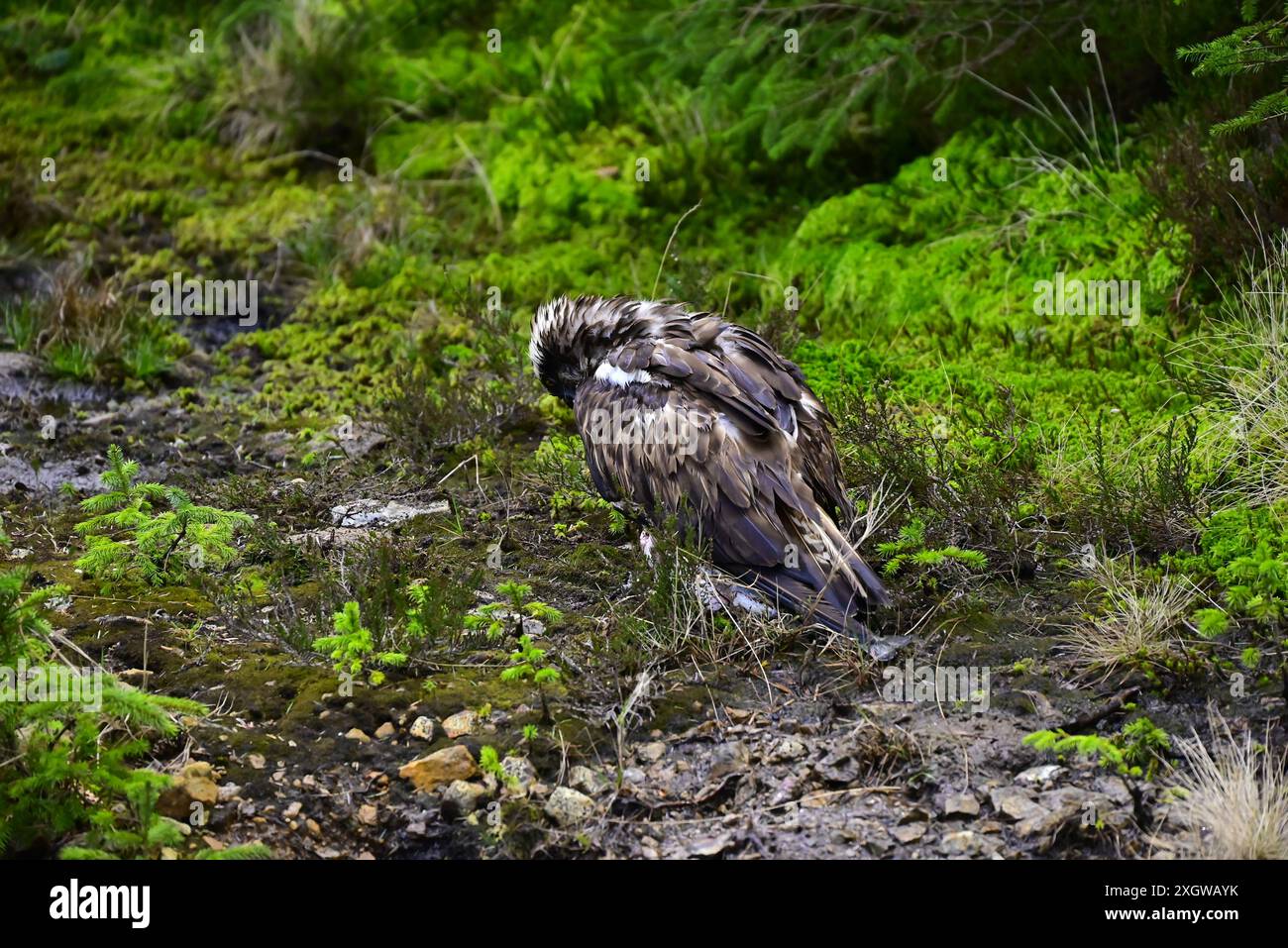 King pandion hi-res stock photography and images - Alamy