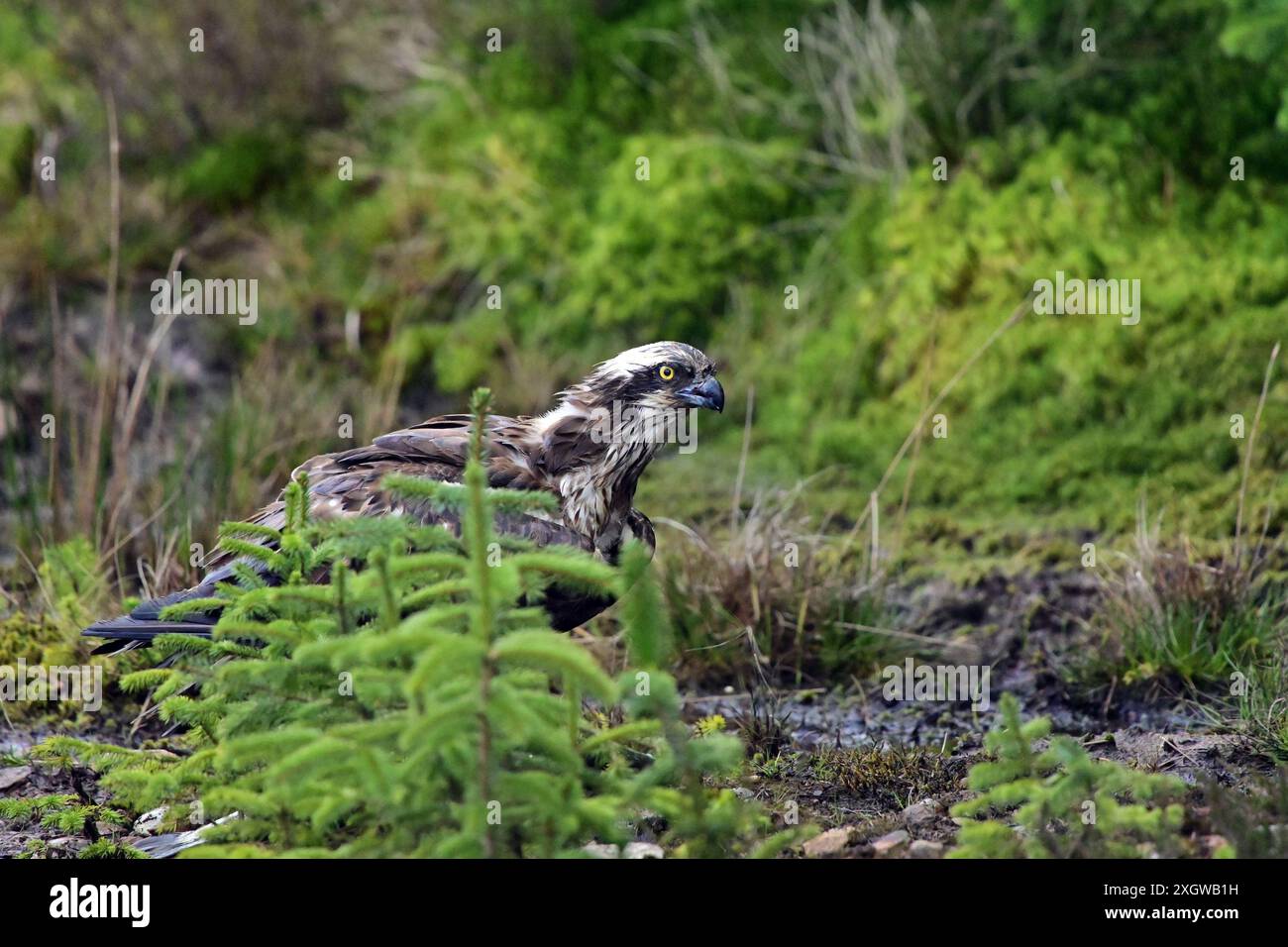 King pandion hi-res stock photography and images - Alamy