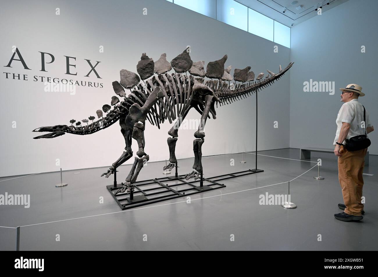 New York, USA. 10th July, 2024. View of a 150-million-year-old ...