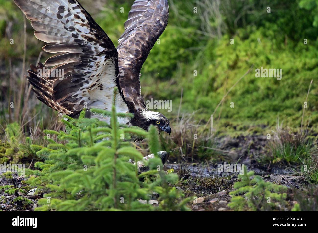 King pandion hi-res stock photography and images - Alamy