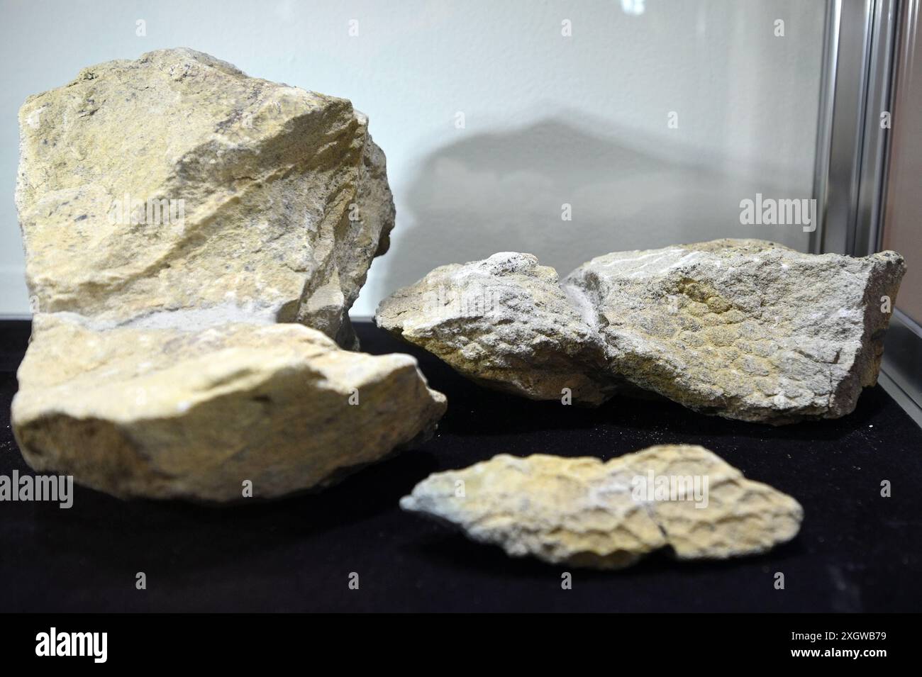 New York, USA. 10th July, 2024. View of rare sample of fossilized skin ...