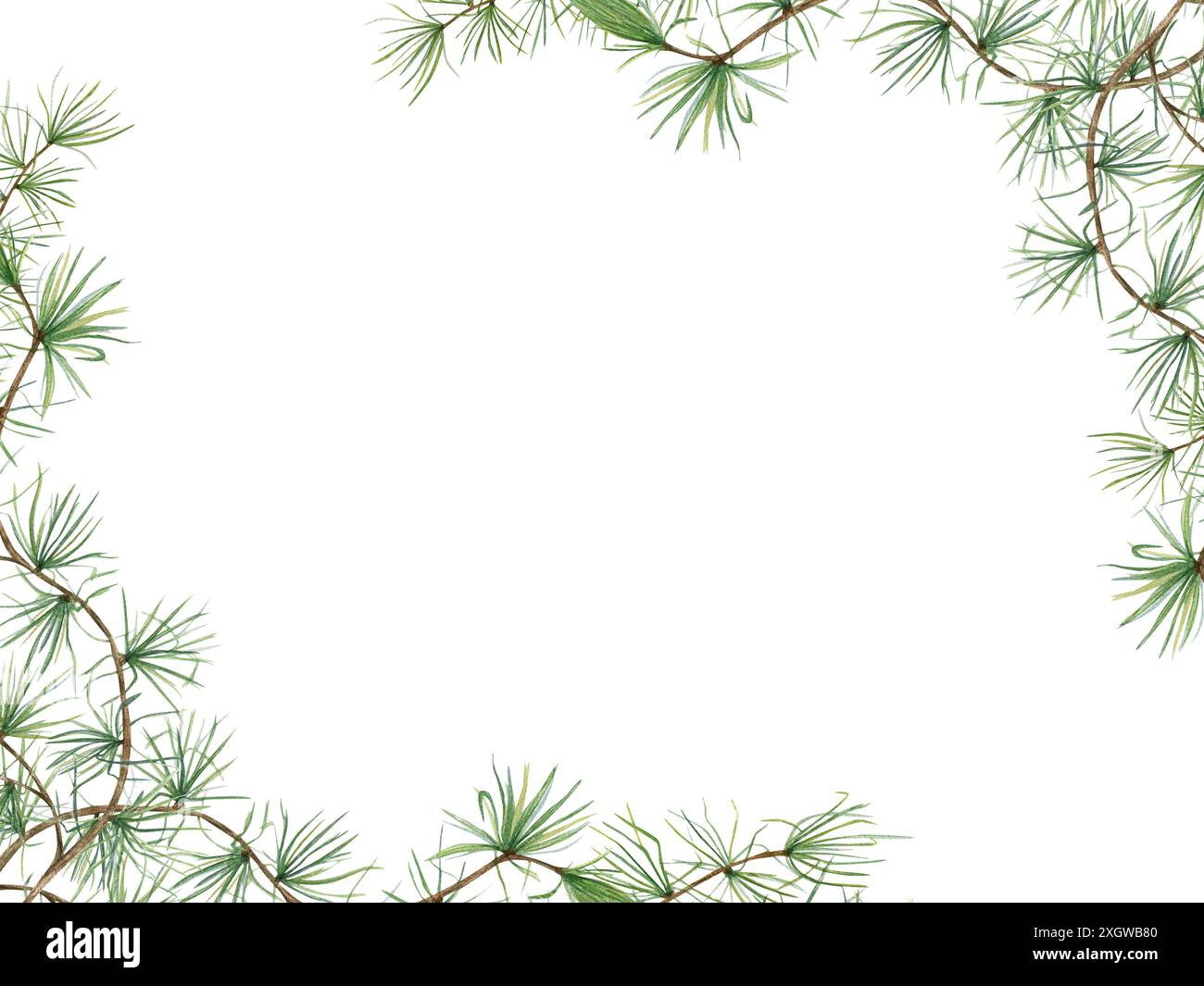 Green pine branches. European Larch or Larix tree (Larix decidua). Beautiful horizontal border ...