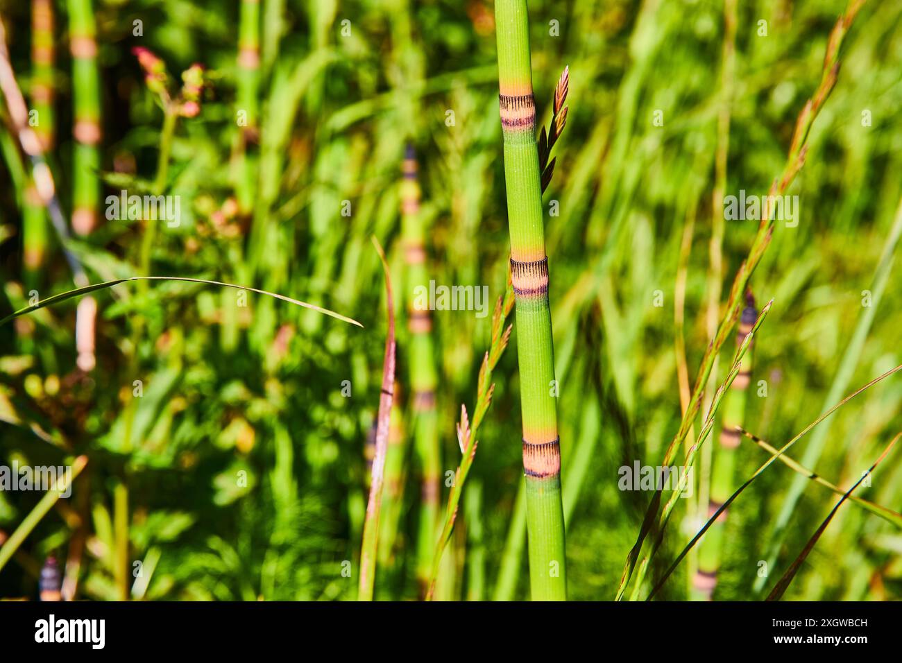 Lush Sugarcane Stalks Close-Up on Sunny Day Stock Photo - Alamy