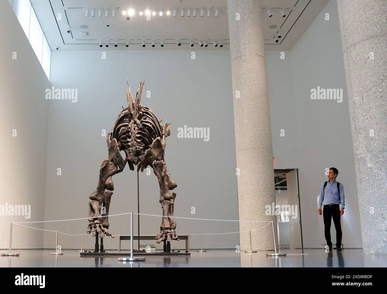 "Apex" The 150-Million-Year-Old Stegosaurus, the most complete and well ...