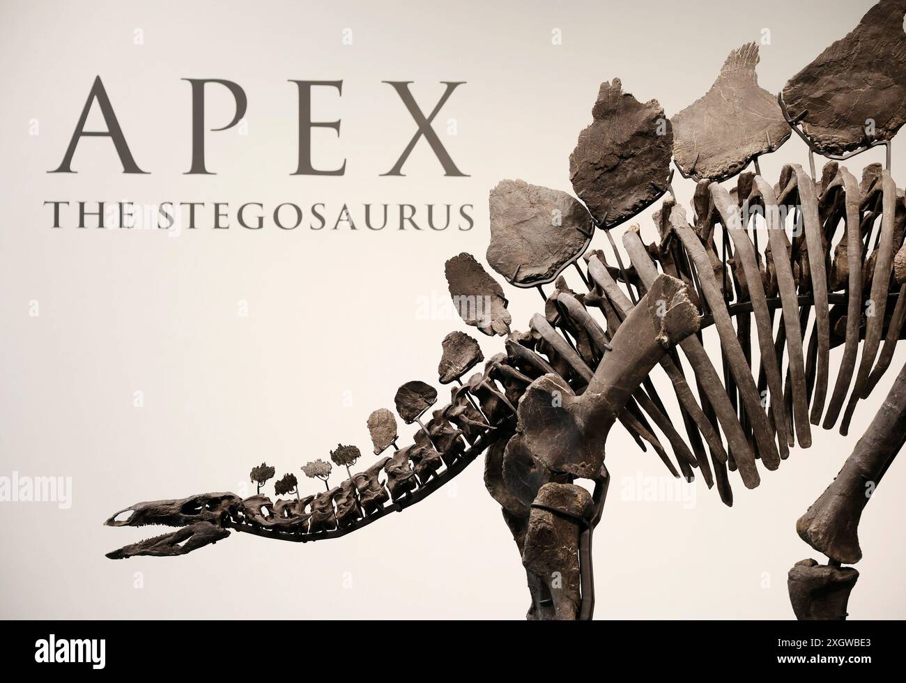 New York, United States. 10th July, 2024. "Apex" The 150-Million-Year ...