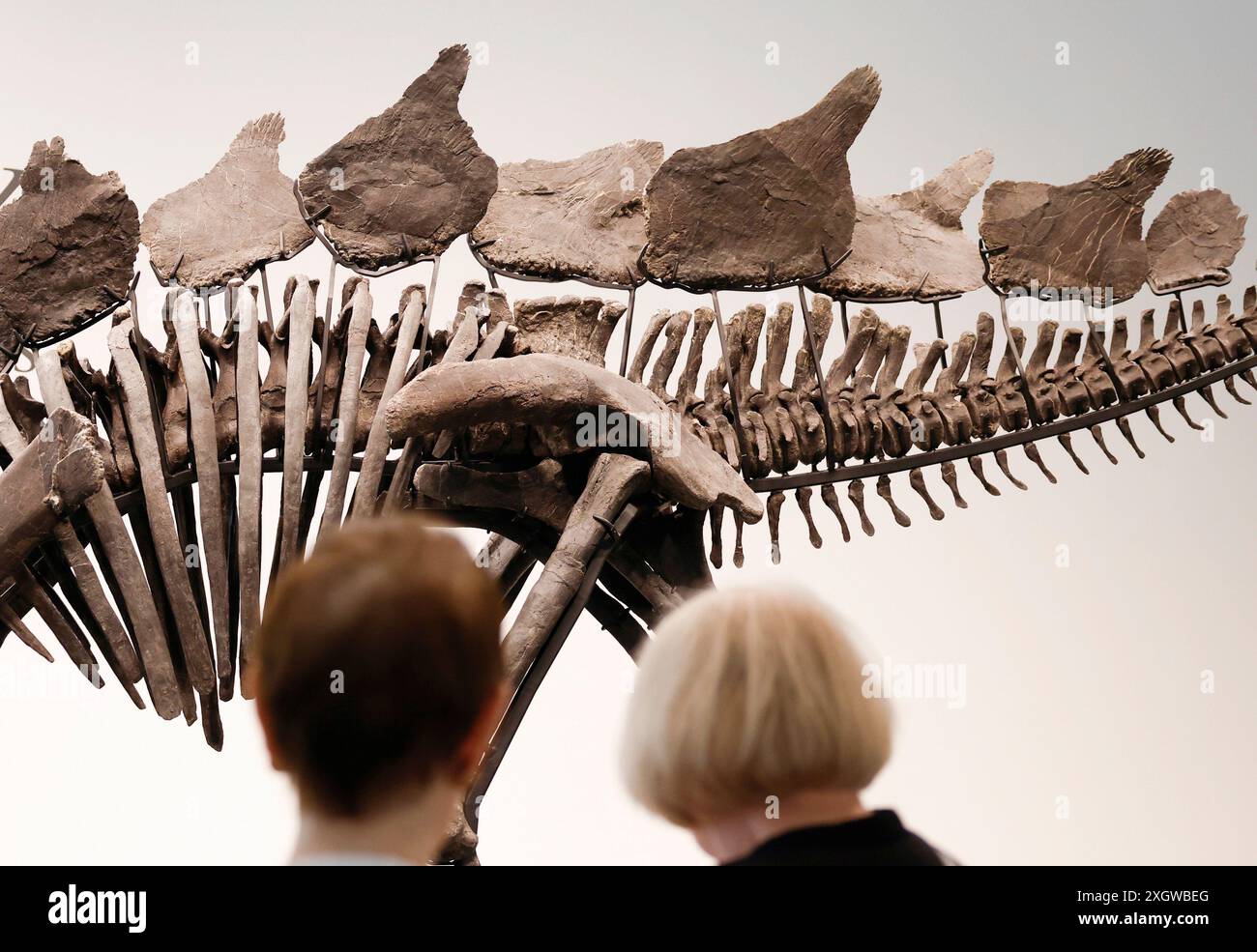 "Apex" The 150-Million-Year-Old Stegosaurus, the most complete and well ...