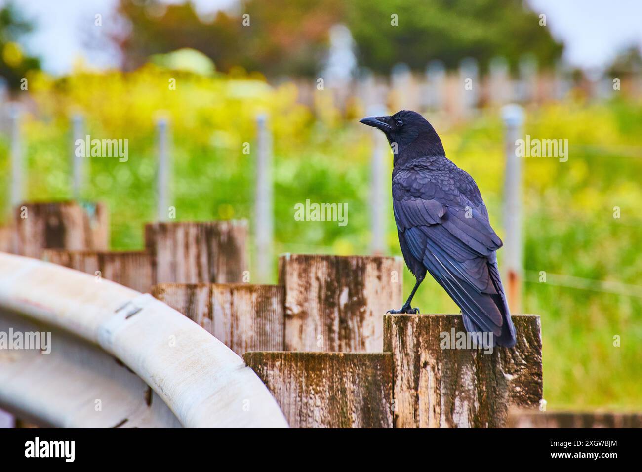 Crow on Weathered Fence with Blooming Field Background Eye-Level ...
