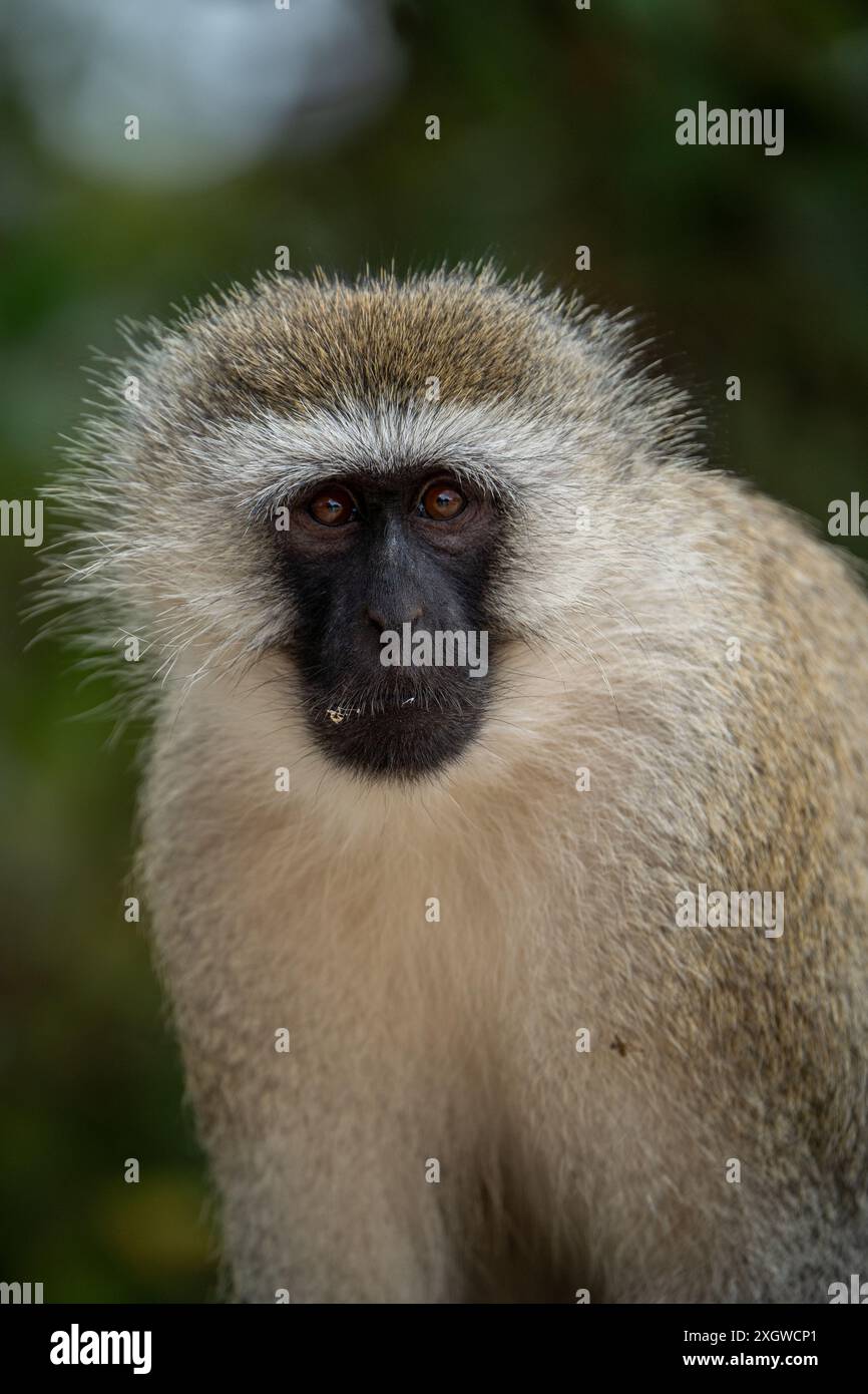 In tanzanias hi-res stock photography and images - Alamy
