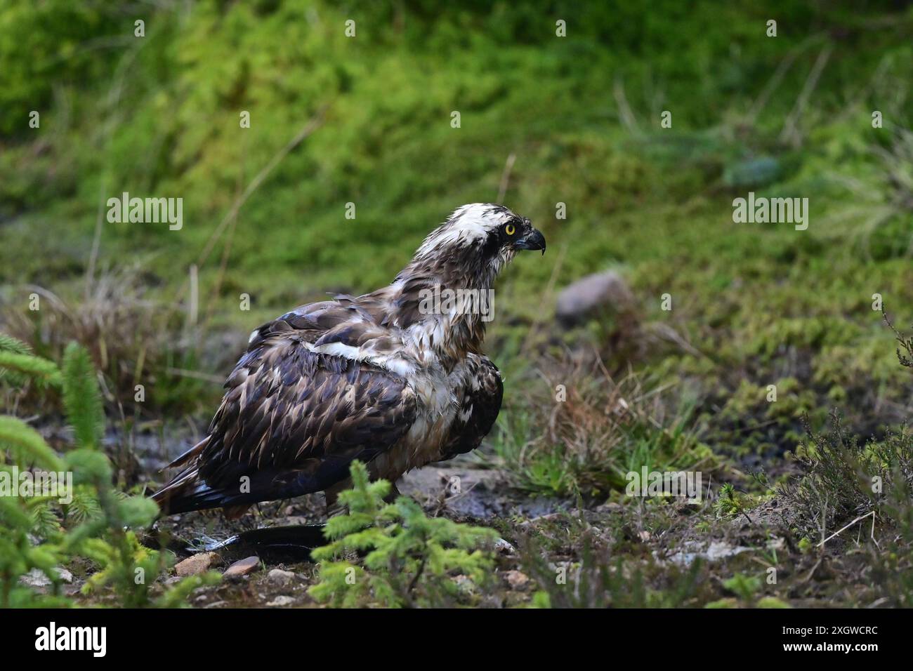 King pandion hi-res stock photography and images - Alamy