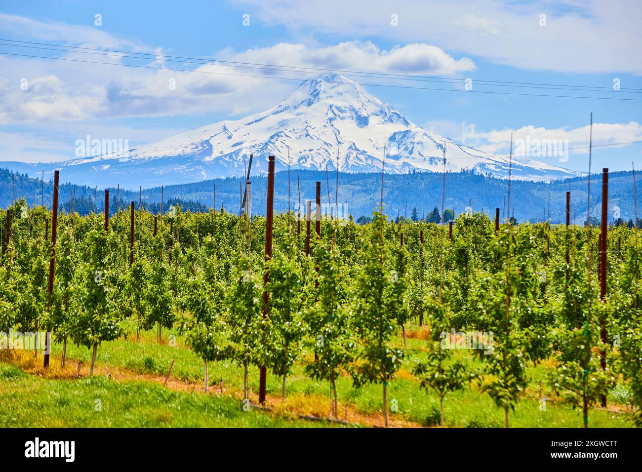 Apple snow hood hi-res stock photography and images - Alamy