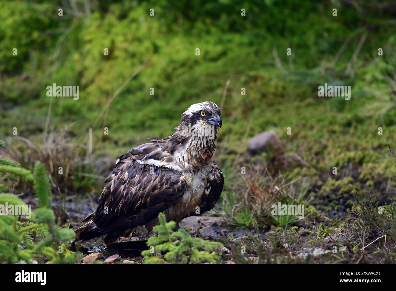 King pandion hi-res stock photography and images - Alamy