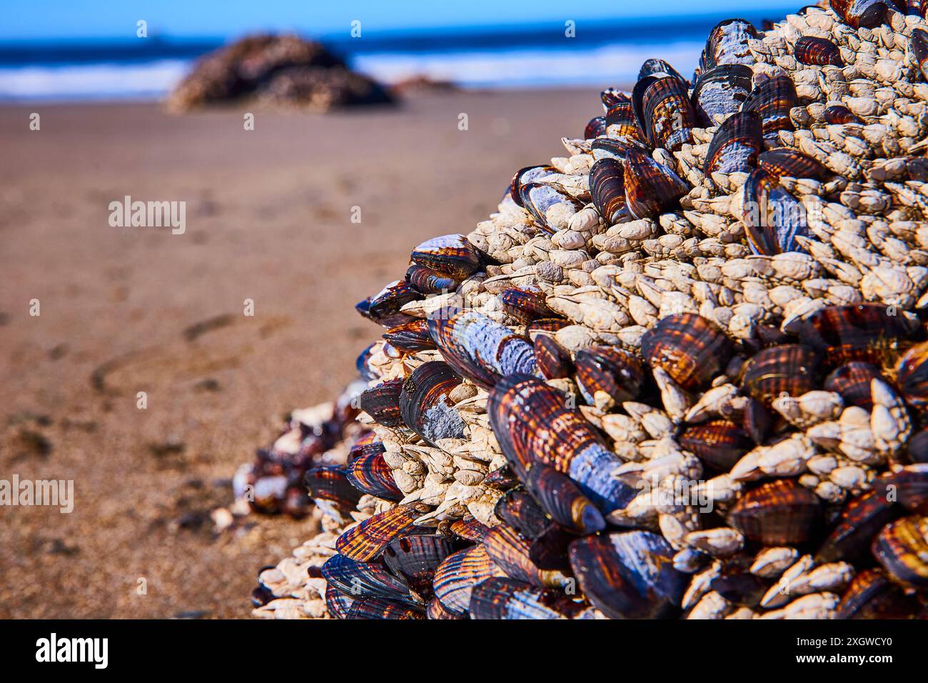 Colorful Mussels and Barnacles on Rocky Substrate at Beach Level Stock ...
