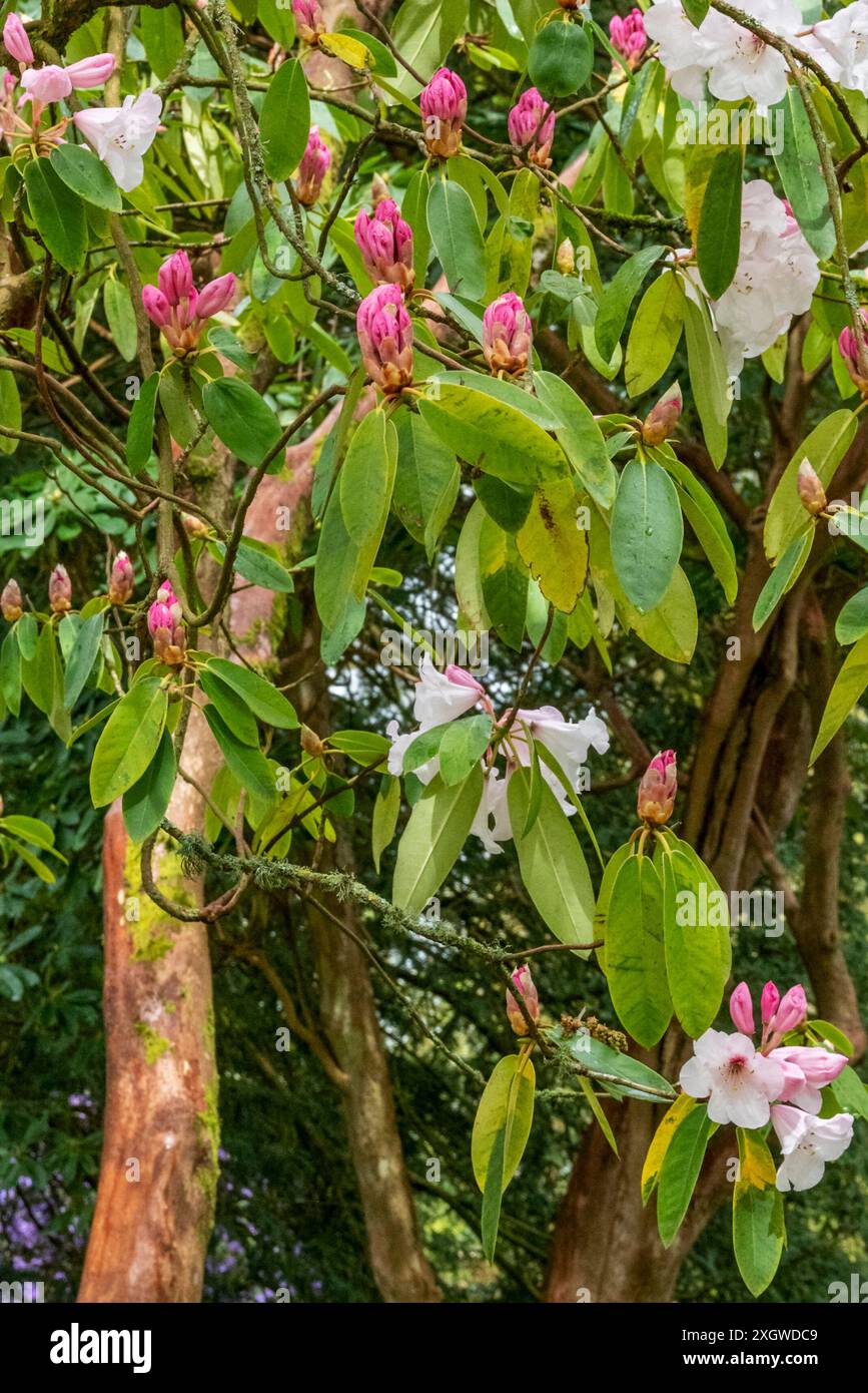 Rhododendrons loderi hi-res stock photography and images - Alamy