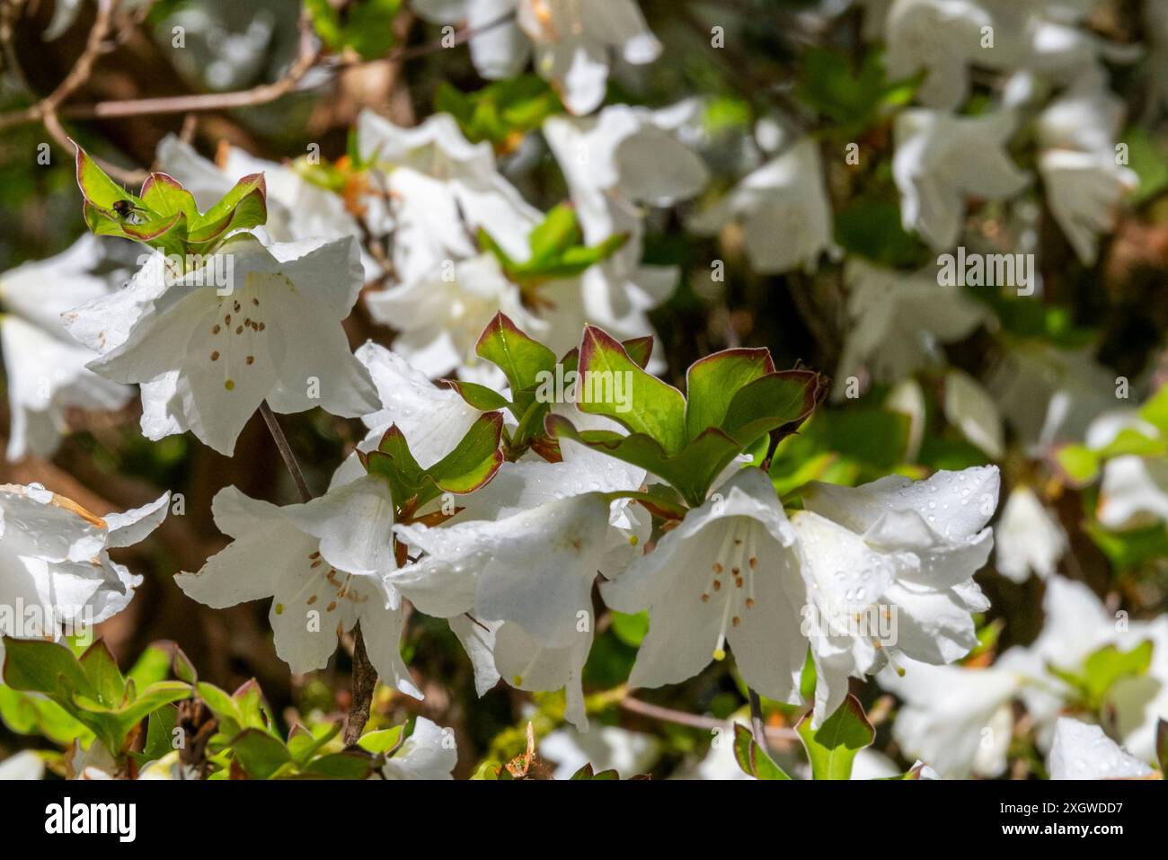 White rhododendron flowers, quinquefolium variety Stock Photo - Alamy