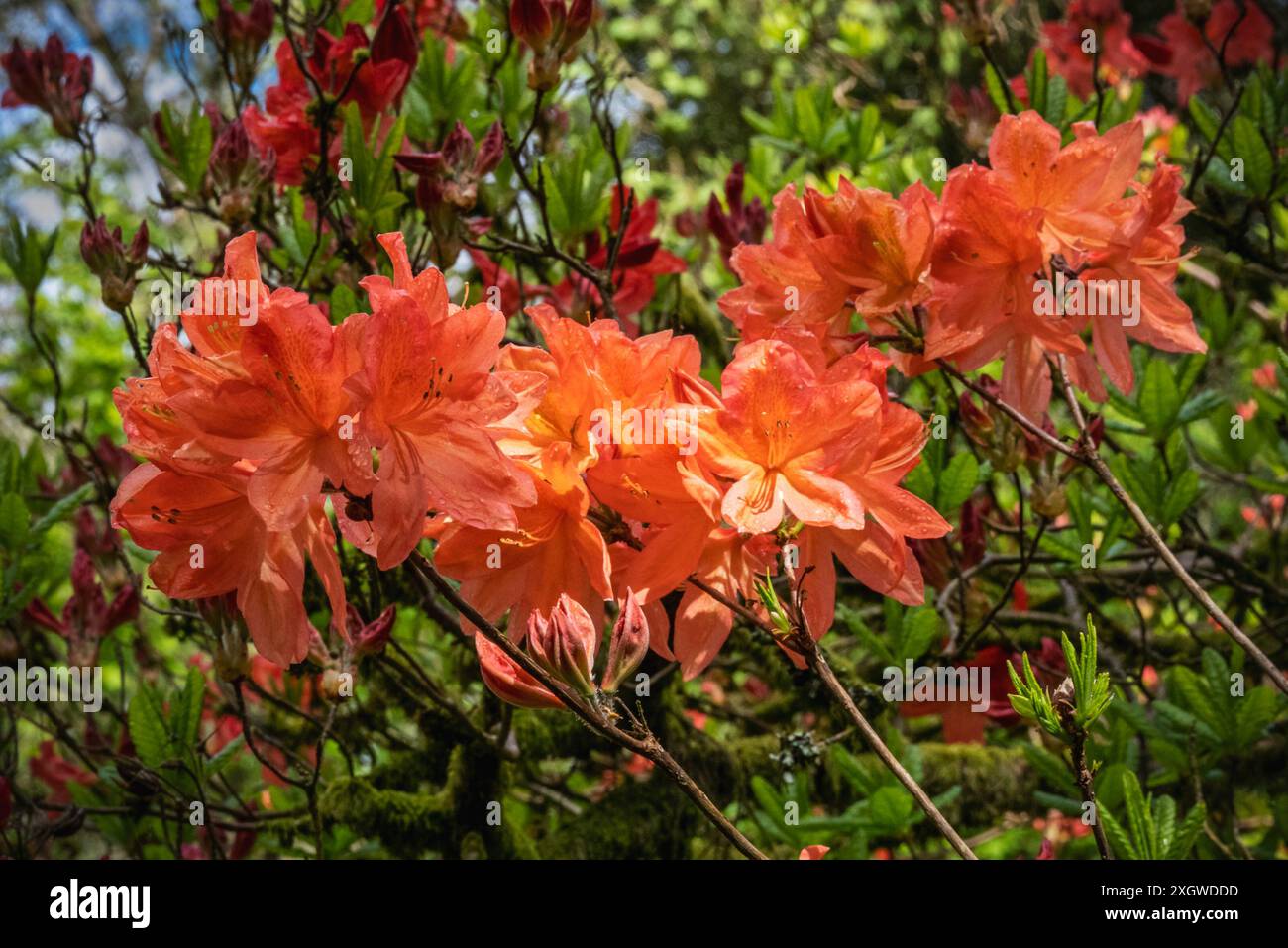 Bush rhododendron in botanical hi-res stock photography and images - Alamy