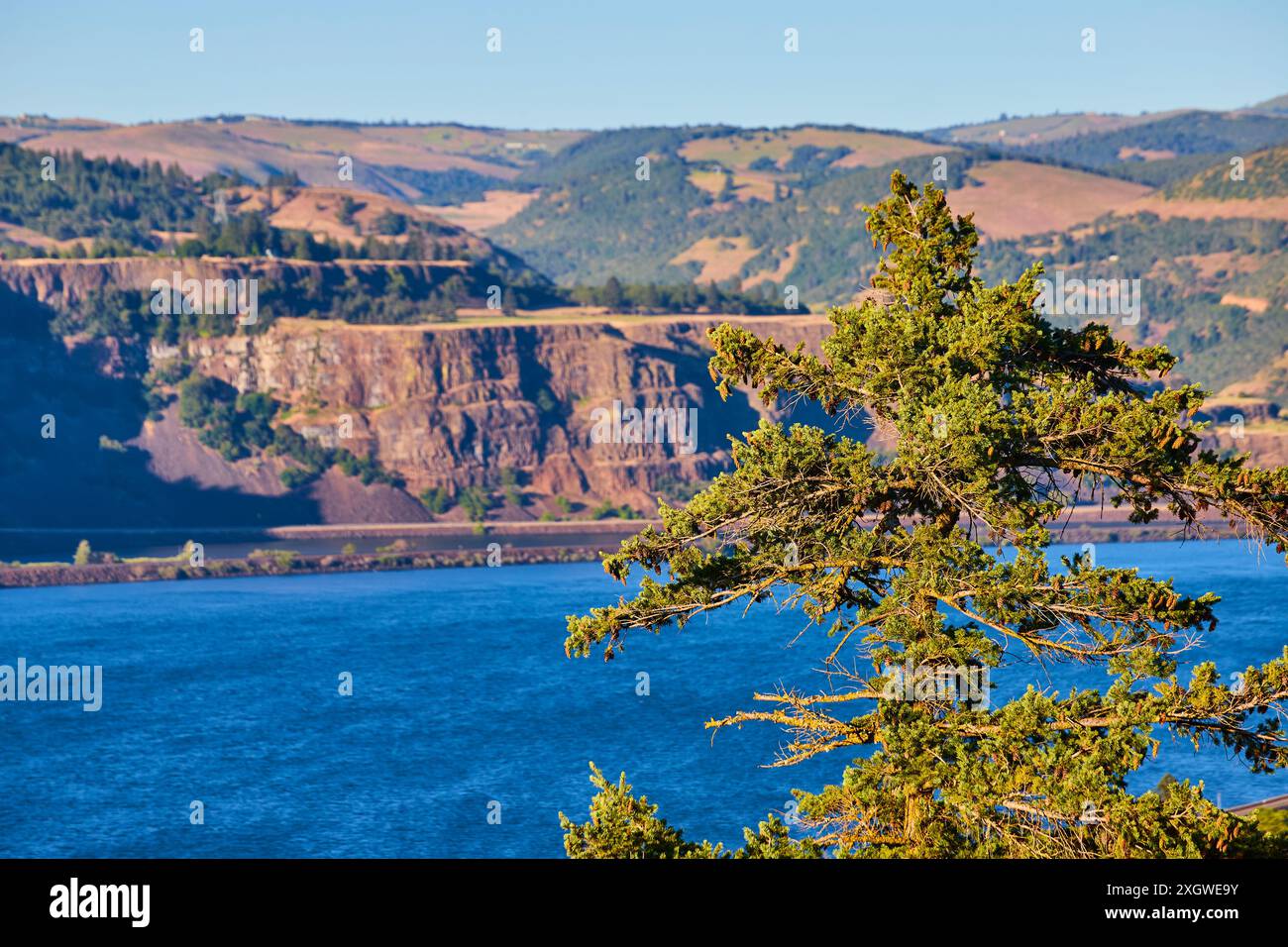 Evergreen Tree and Cliffs by Lake at Rowena Crest Viewpoint Stock Photo ...