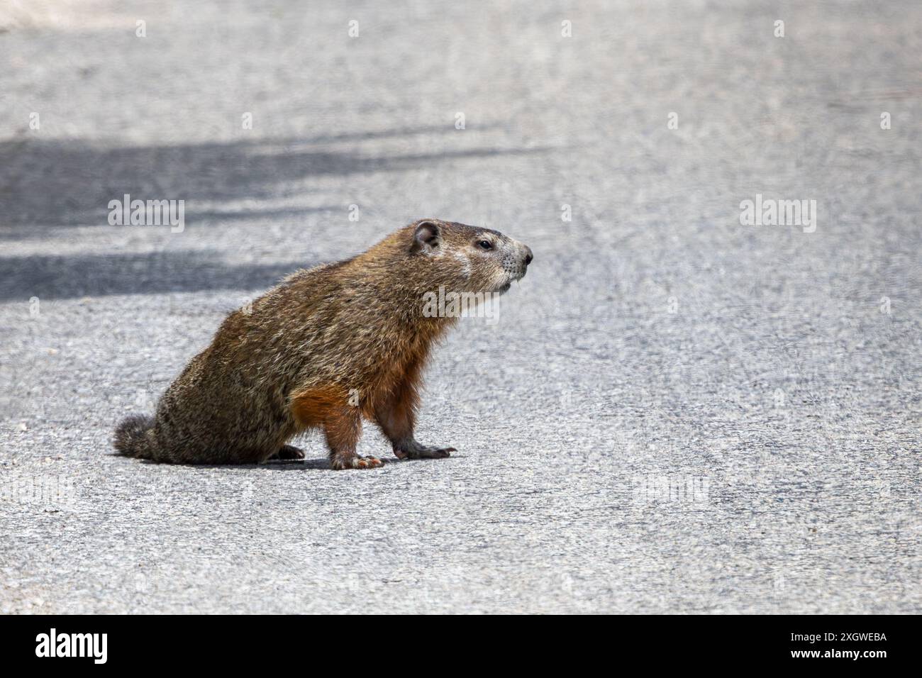 A groundhog sitting in the middle of an asphalt road Stock Photo - Alamy