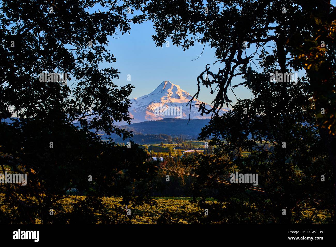 Mount Hood Snow-Capped Peak Framed by Forest at Panorama Point Stock ...
