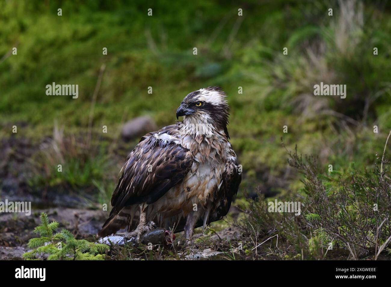 King pandion hi-res stock photography and images - Alamy