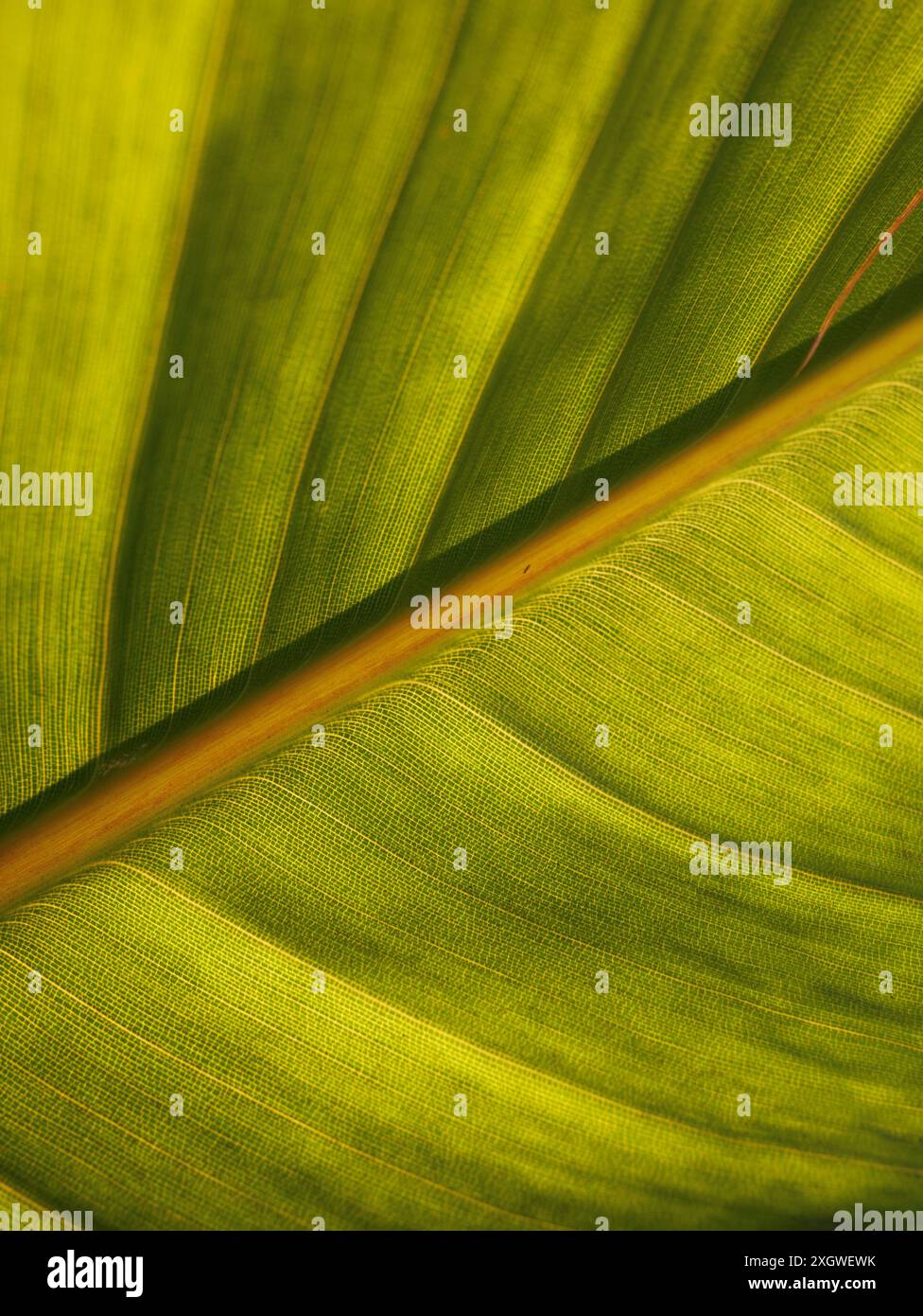 Vibrant botanical structure hi-res stock photography and images - Alamy