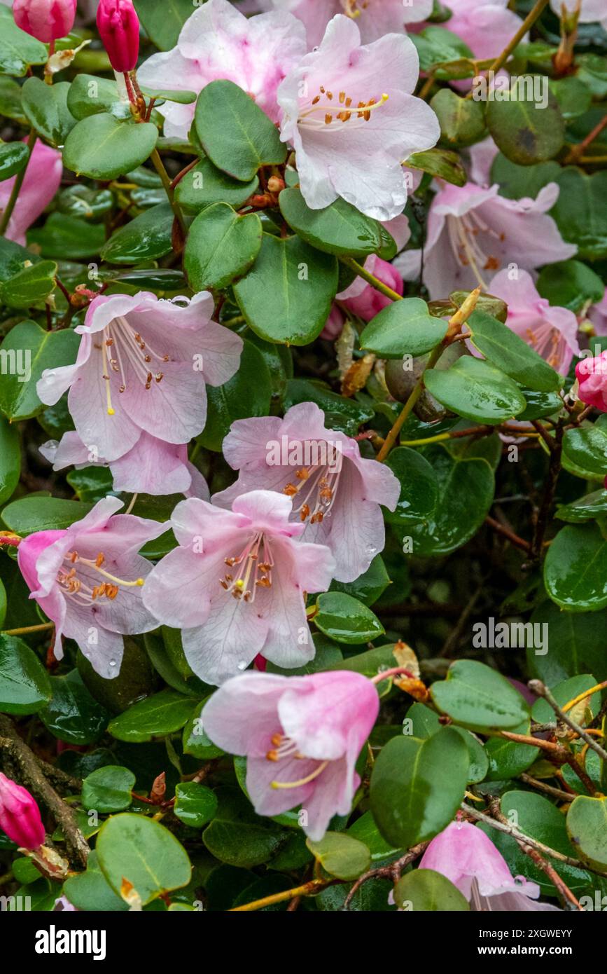 Bell shaped pink blossoms hi-res stock photography and images - Alamy