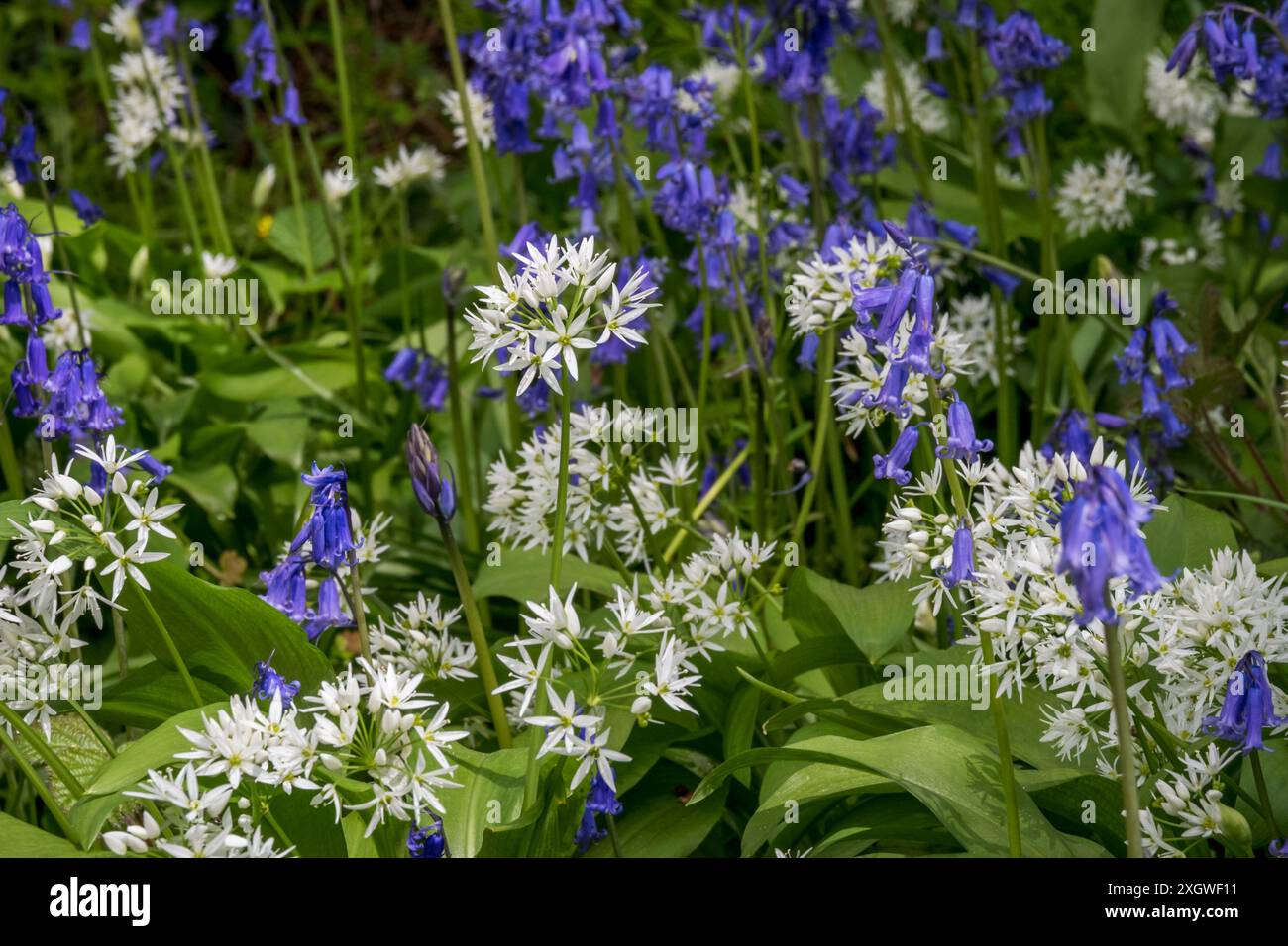 Wild garlic flowers and bluebell flowers growing together Stock Photo ...