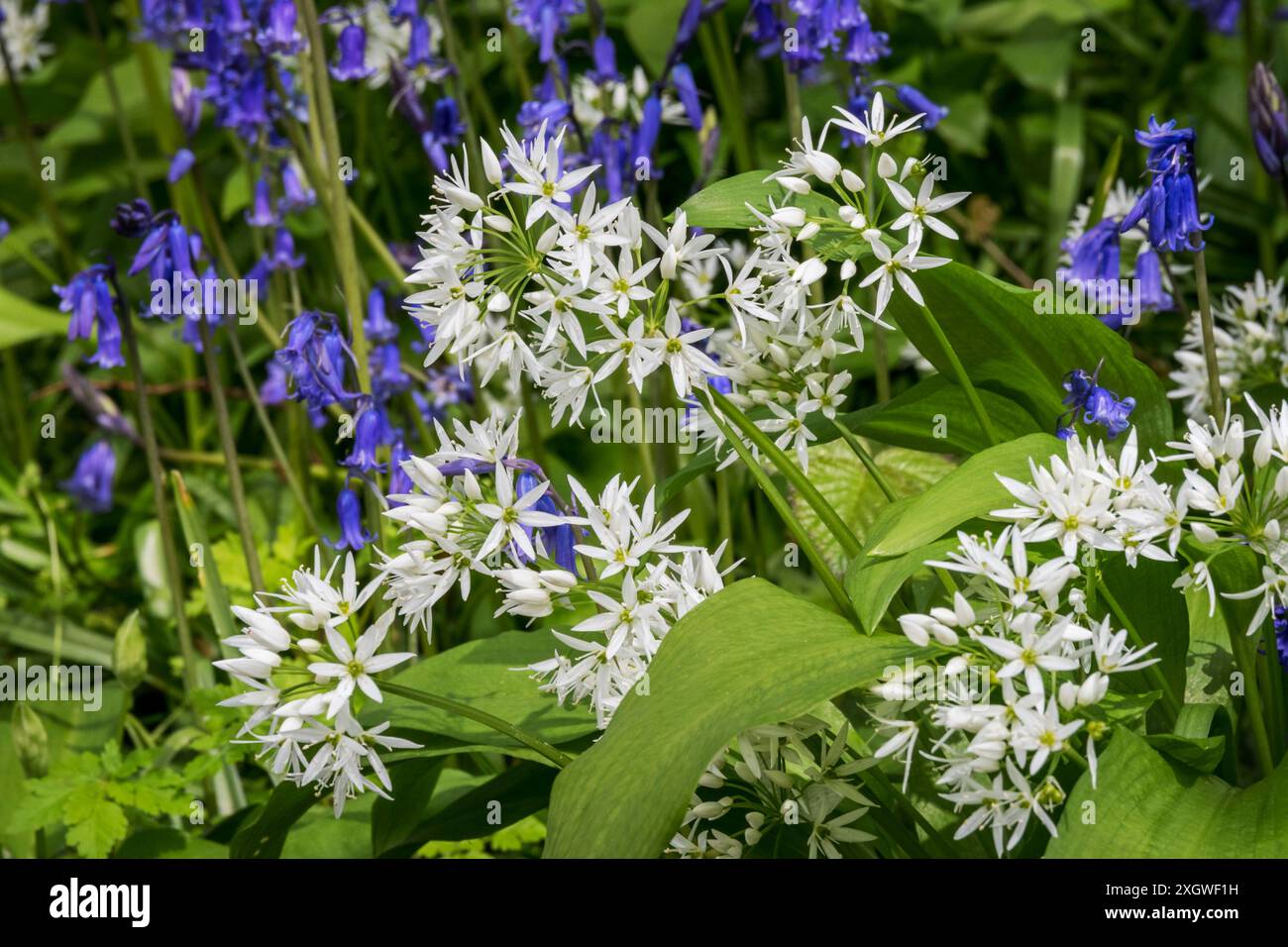 Wild garlic flowers and bluebell flowers growing together Stock Photo ...