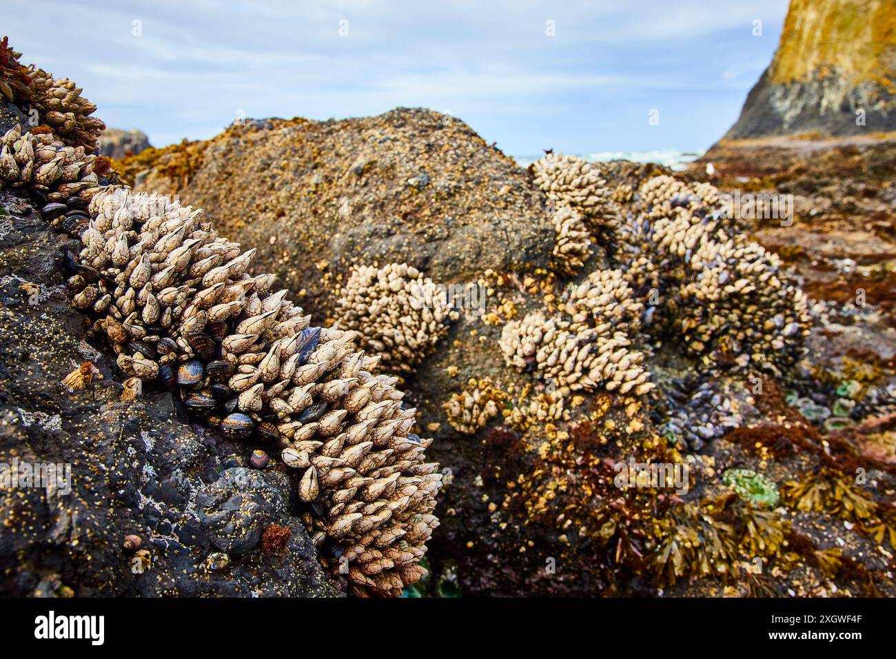 Barnacles and Mussels on Rocky Shore at Low Tide Eye-Level View Stock ...
