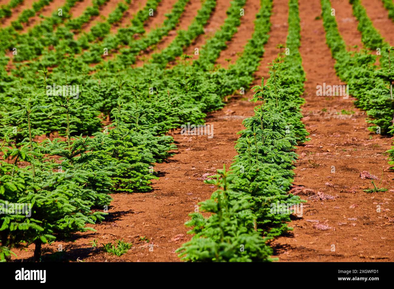 Young Pine Tree Conifer Saplings in Neat Rows at Eye Level Stock Photo ...