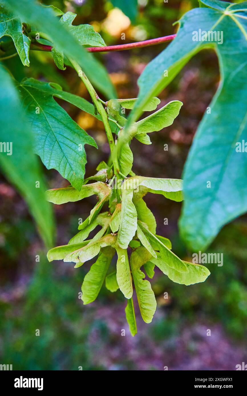 Green Maple Seed Pods and Leaves Eye-Level Close-Up Stock Photo - Alamy