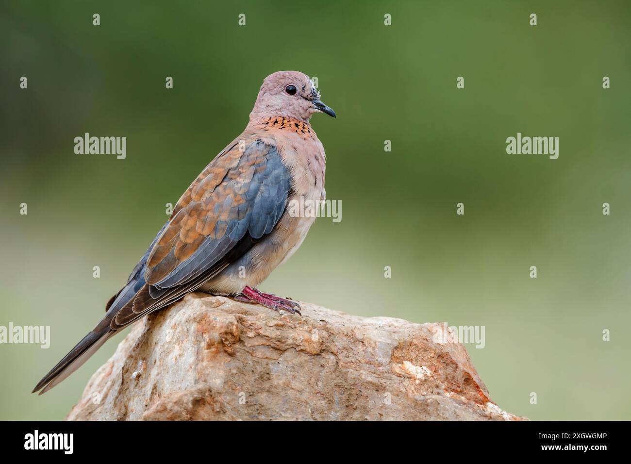 Laughing Dove standing on a rock in Kruger National park, South Africa ...